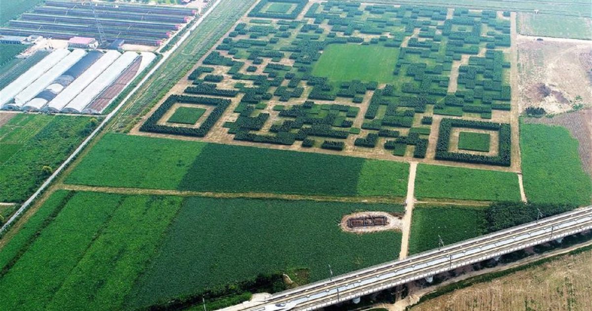 China's Forest Forms a Huge QR Code to Boost Tourism