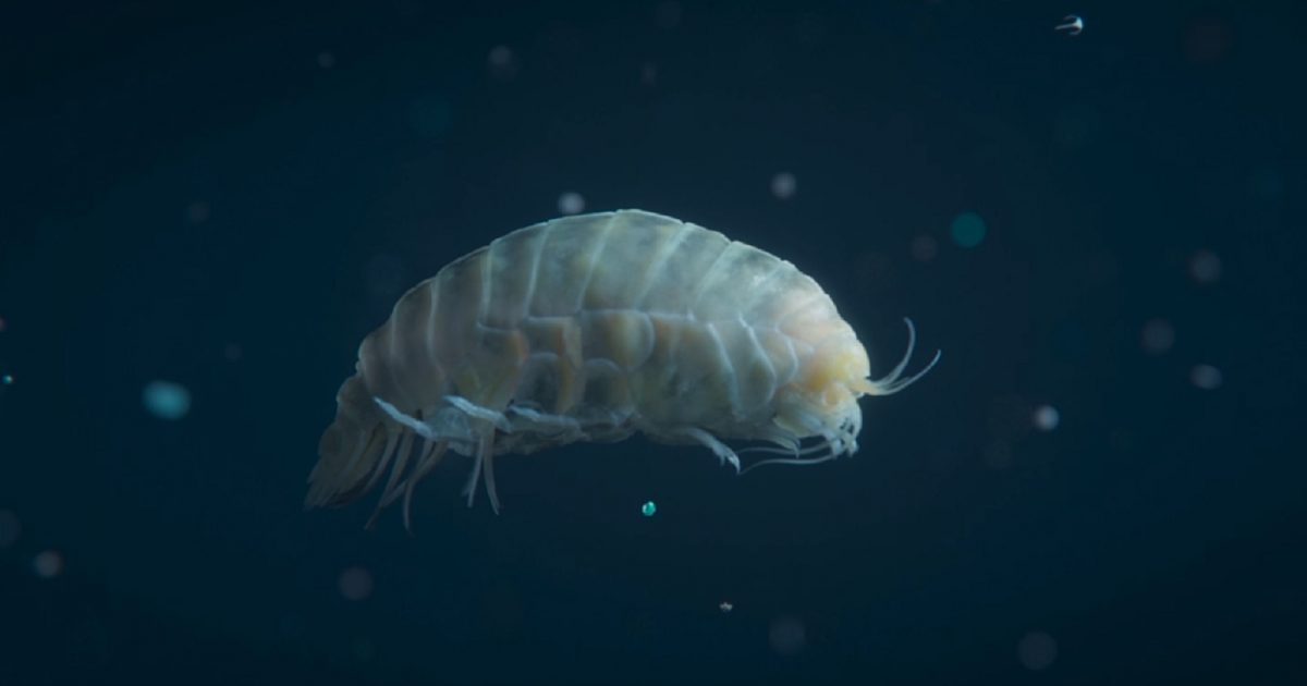 #TBT: Deep-Sea Species Is Named After Its Contaminant