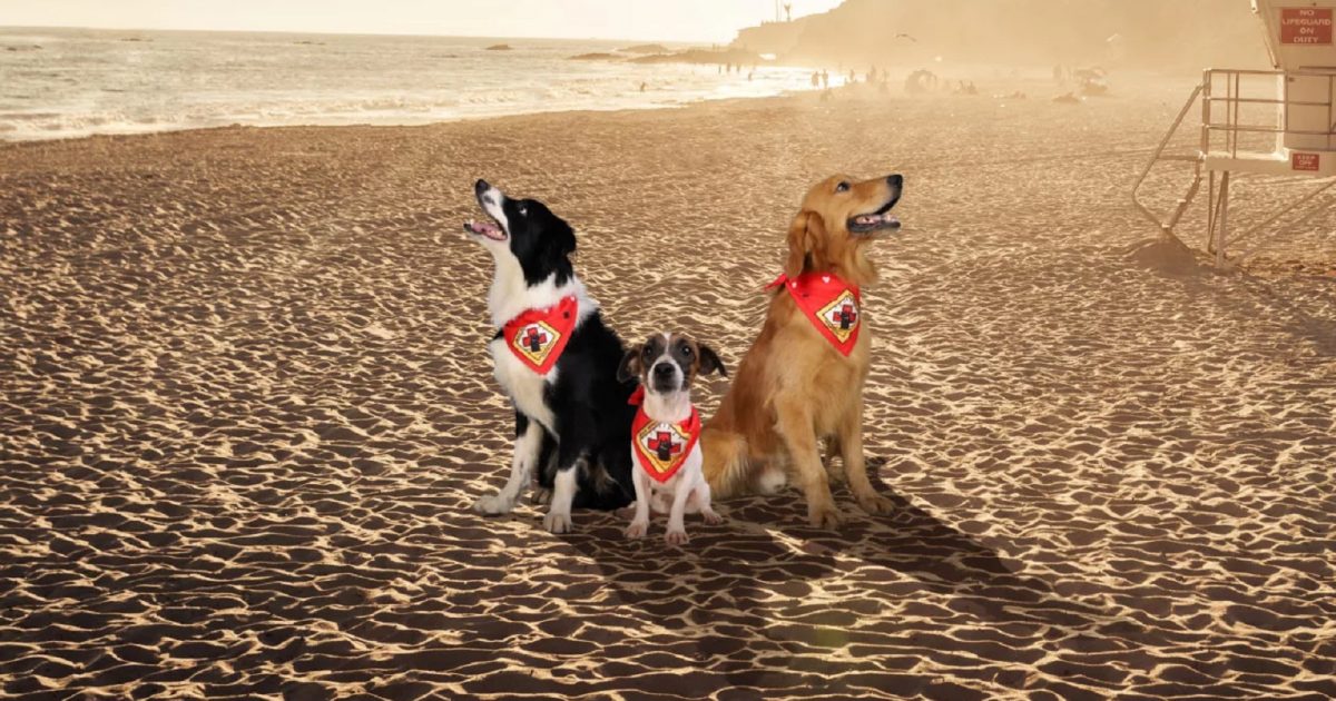 #TBT: Well-Trained Dogs Promote Sun Safety